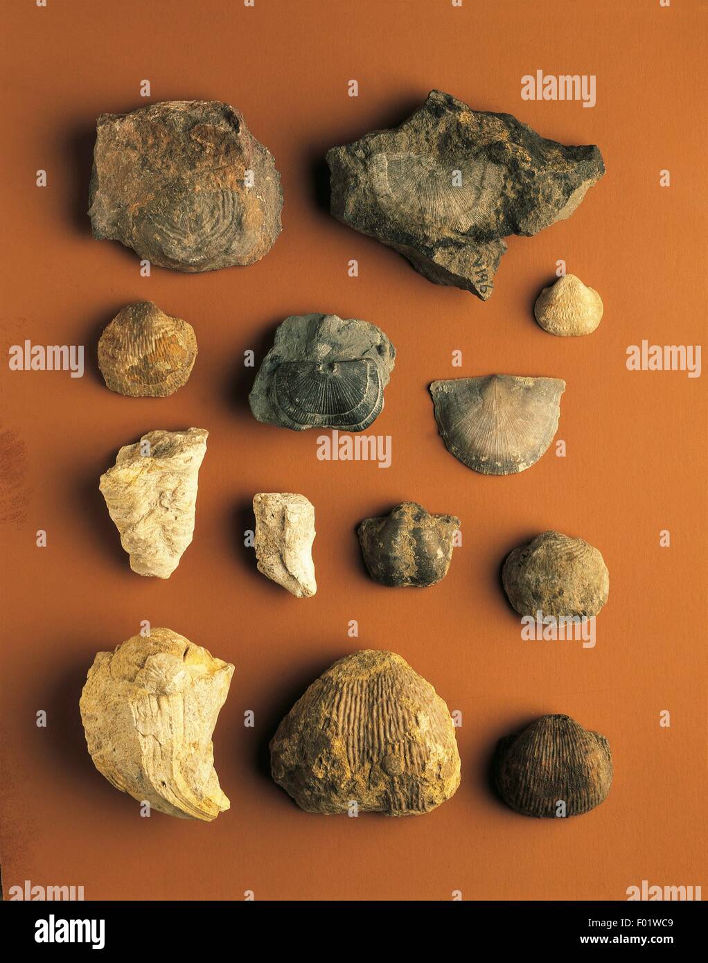 Fossils - Protostomia - Variety of Brachiopods Stock Photo - Alamy