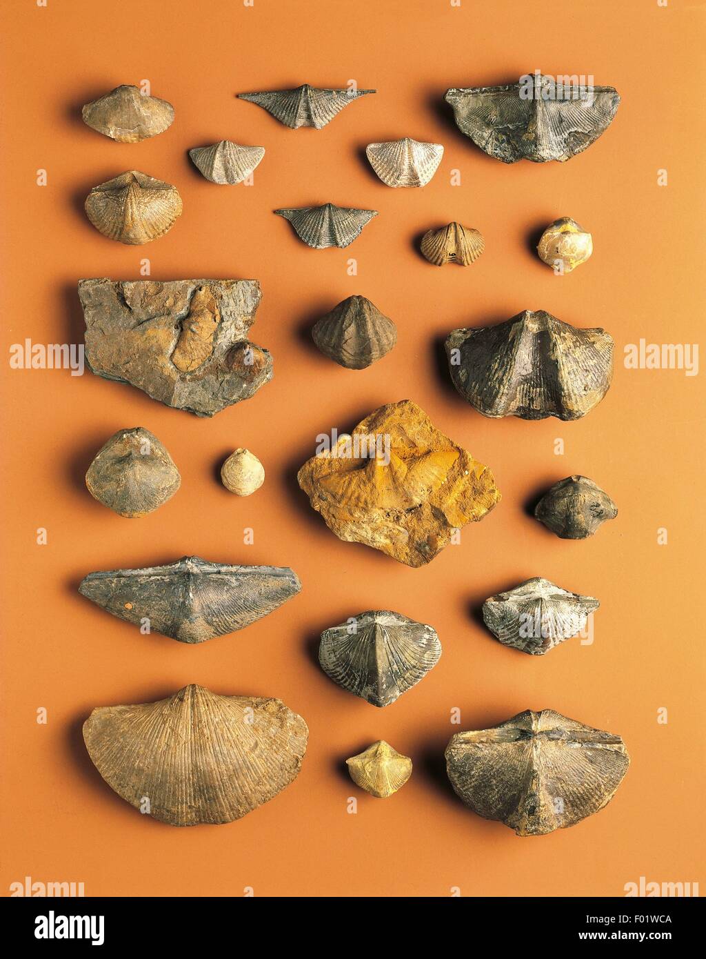 Fossils - Protostomia - Variety of Brachiopods Stock Photo - Alamy