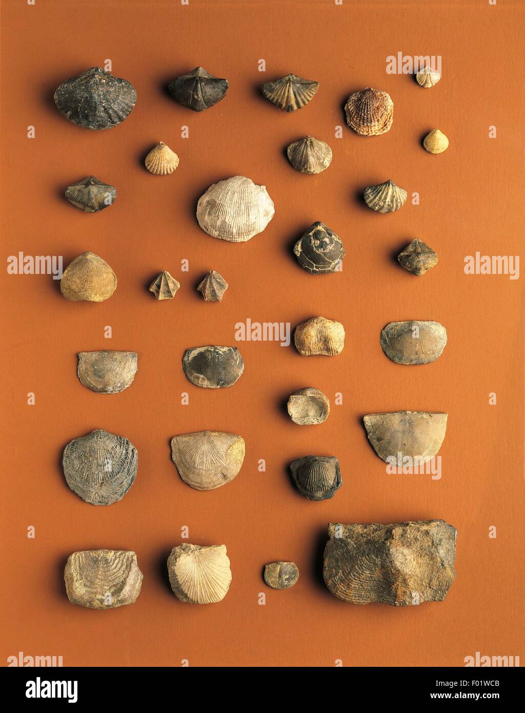 Fossils - Protostomia - Variety of Brachiopods Stock Photo - Alamy