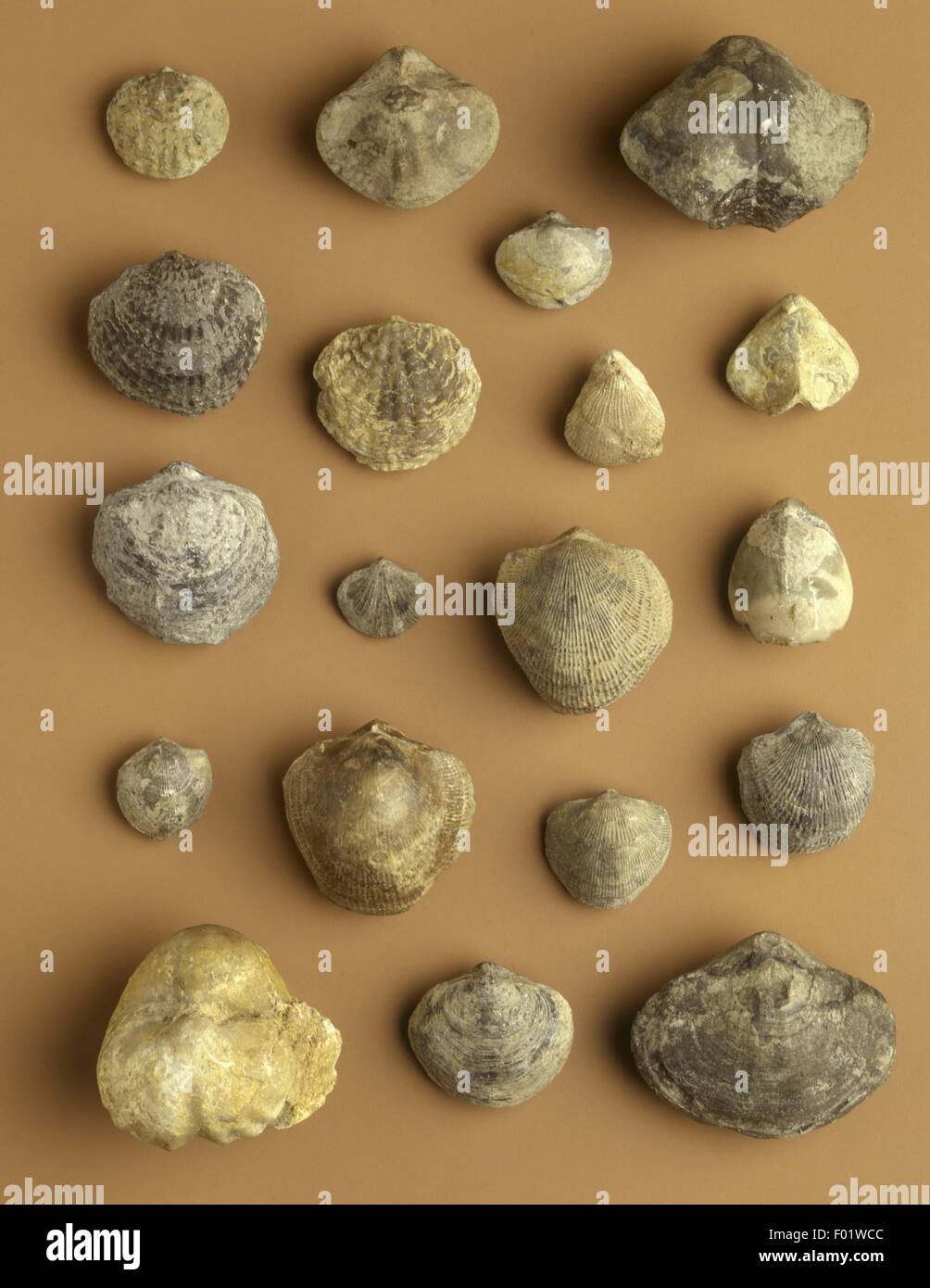 Brachiopod shell hi-res stock photography and images - Alamy