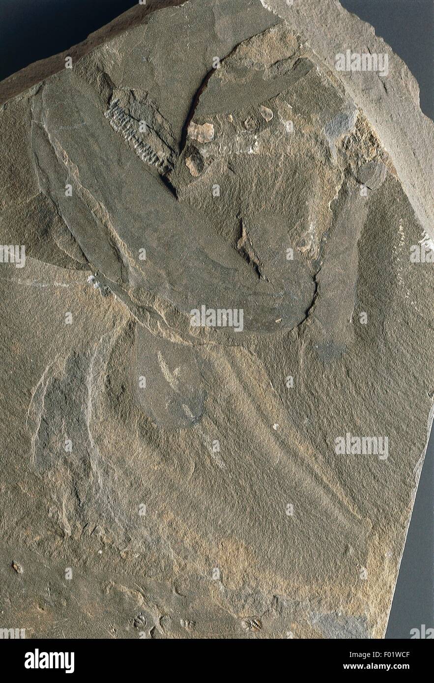 Priapulida hi-res stock photography and images - Alamy