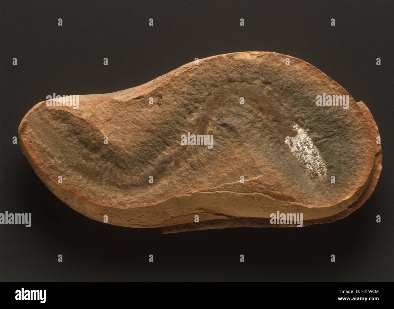 Fossils - Annelids - Carboniferous Esconites zelus, close-up Stock ...