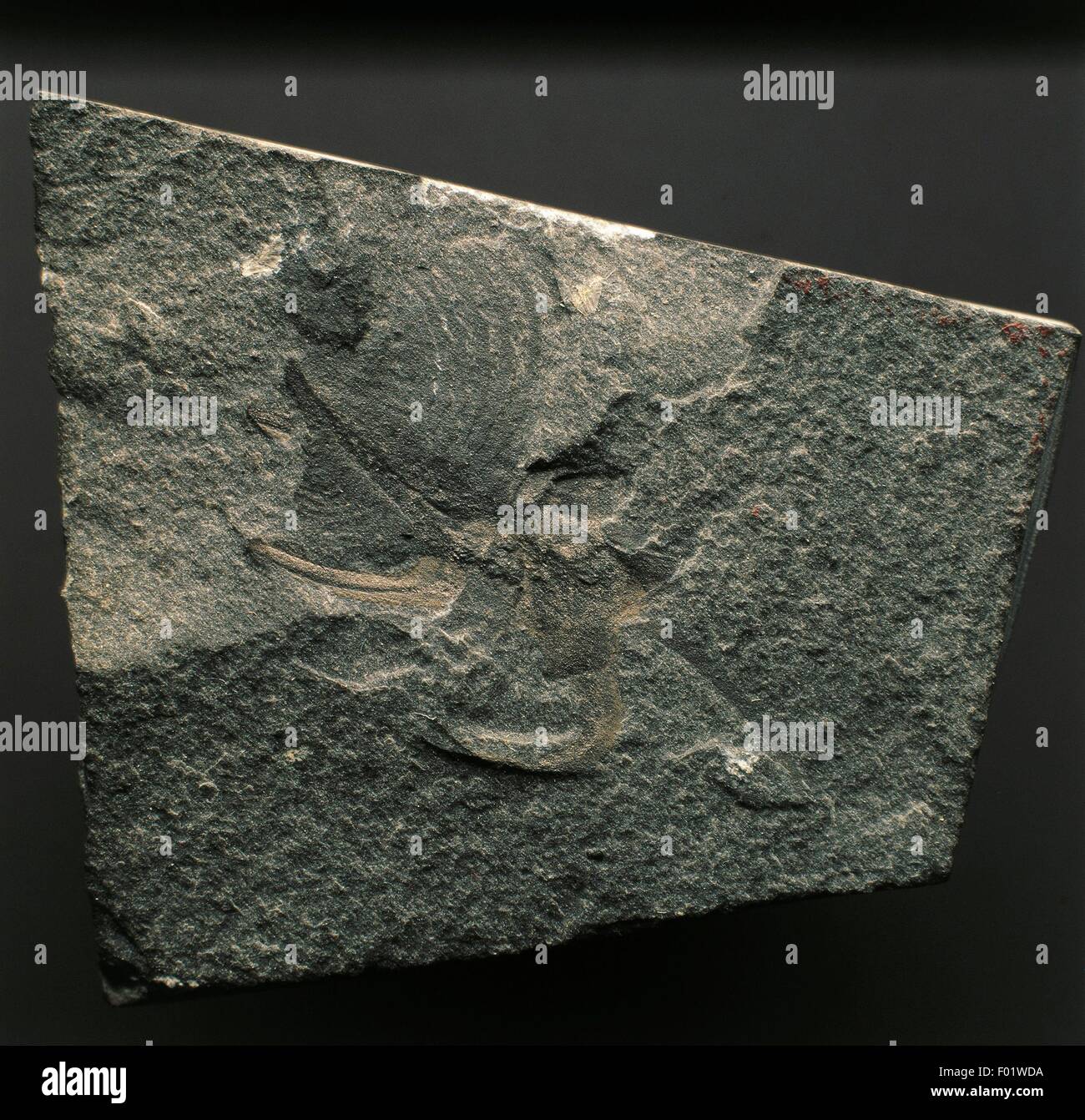 Marrella fossil hi-res stock photography and images - Alamy
