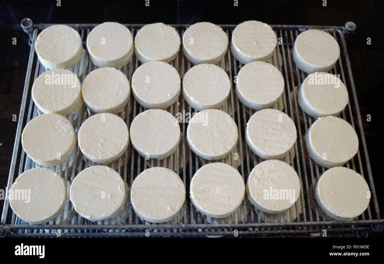 Shaped Morvan cheese in a dairy farm, France Stock Photo - Alamy