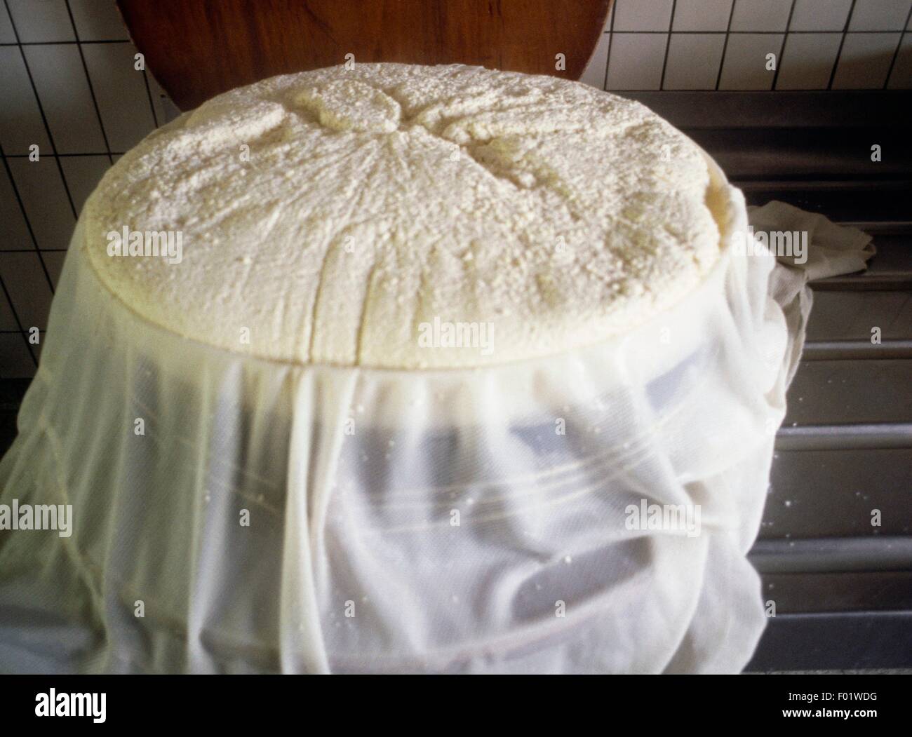 Cheese covered with a cloth in a dairy farm, Emmental, Switzerland ...
