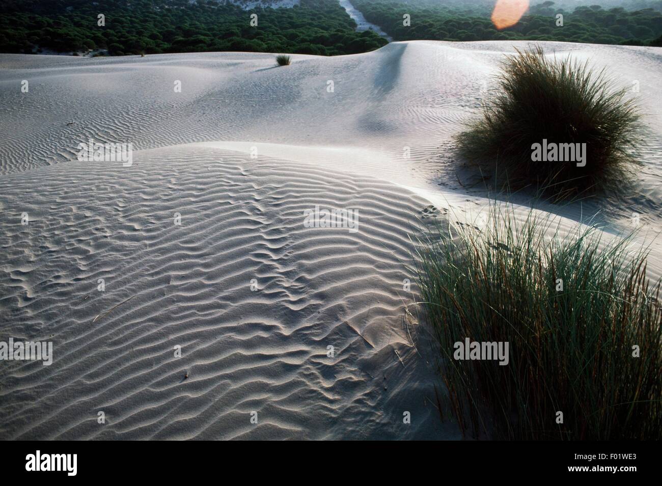 Coastal dunes in Donana National Park (Parque Nacional de Donana ...