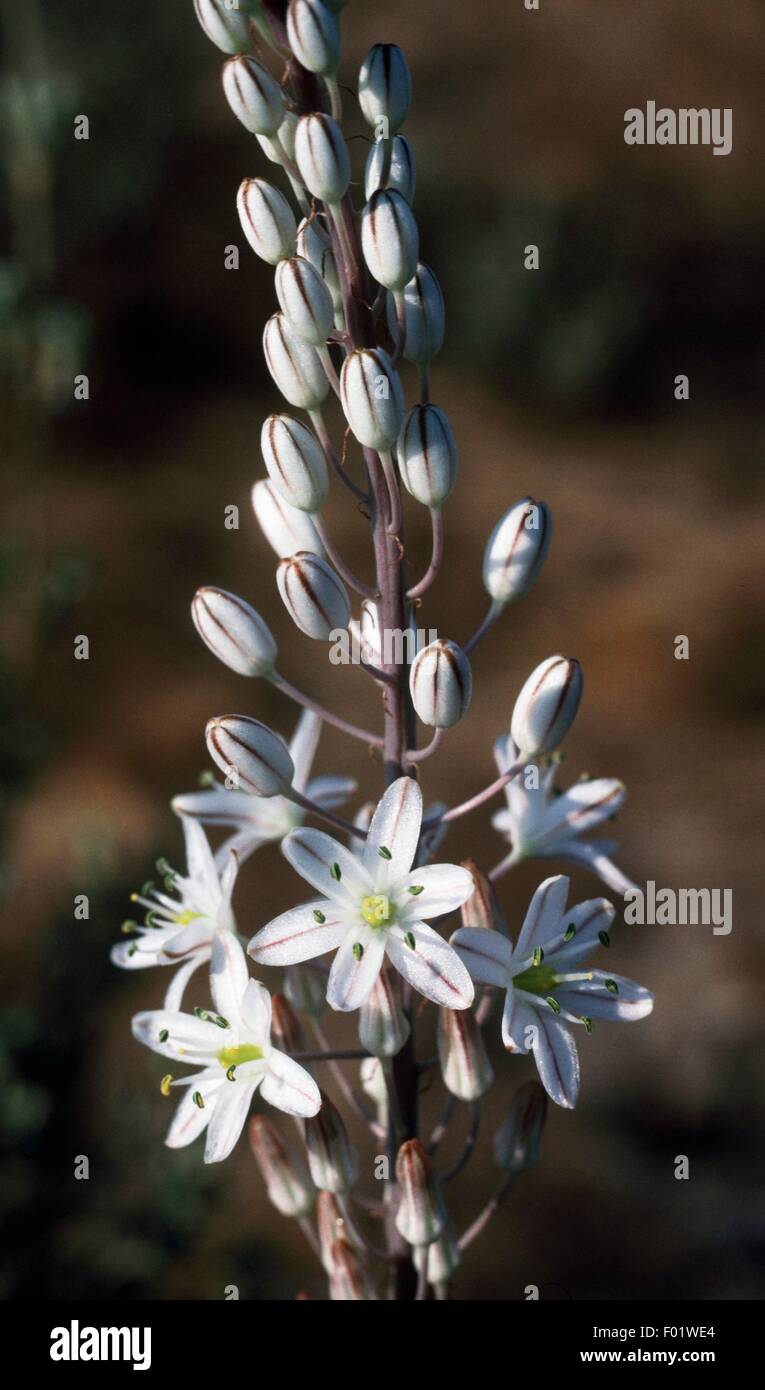 Flowers in Donana National Park (Parque Nacional de Donana), (UNESCO ...