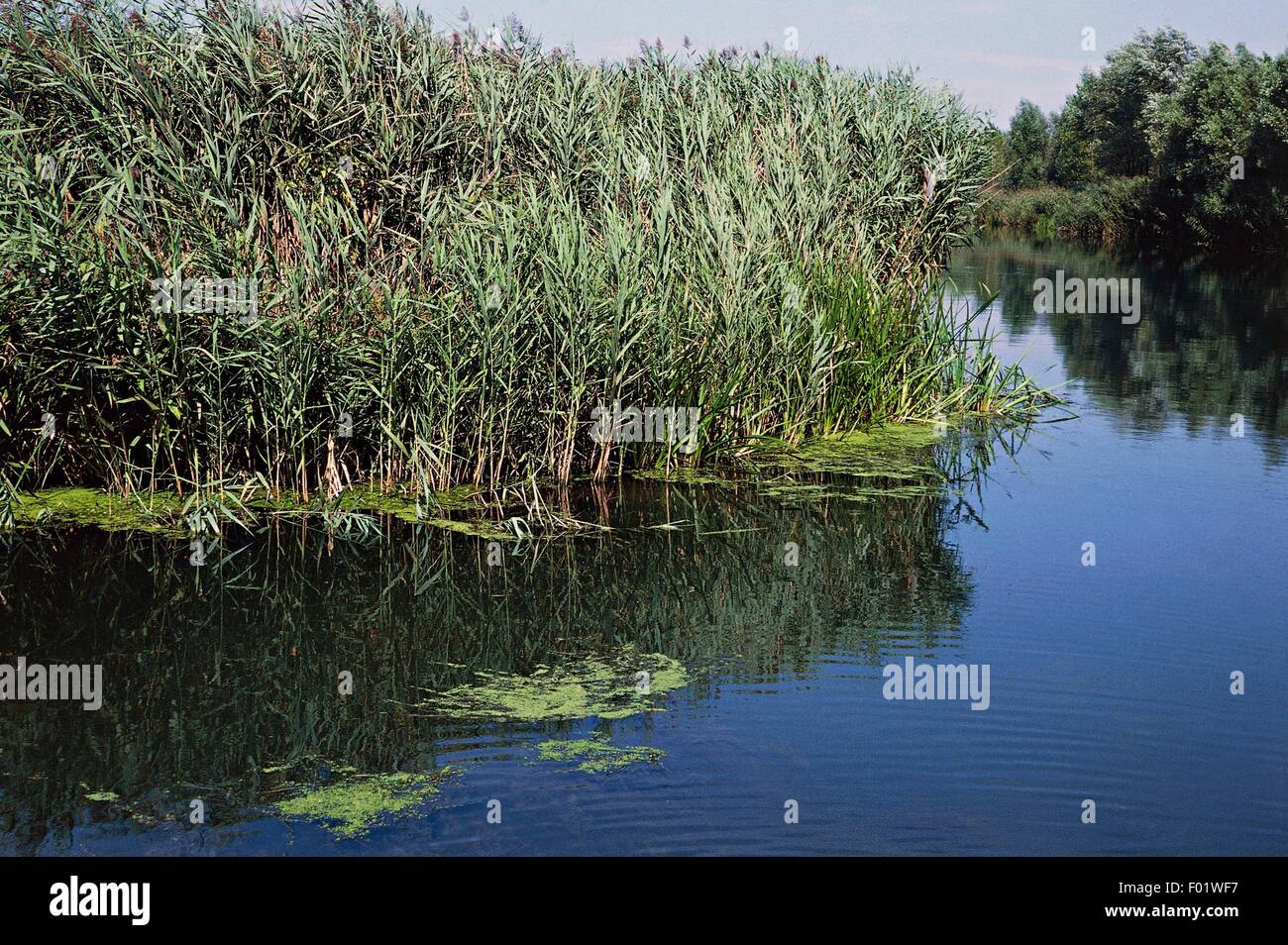 Vegetation on the banks of the Mincio River, Mincio Regional Park ...