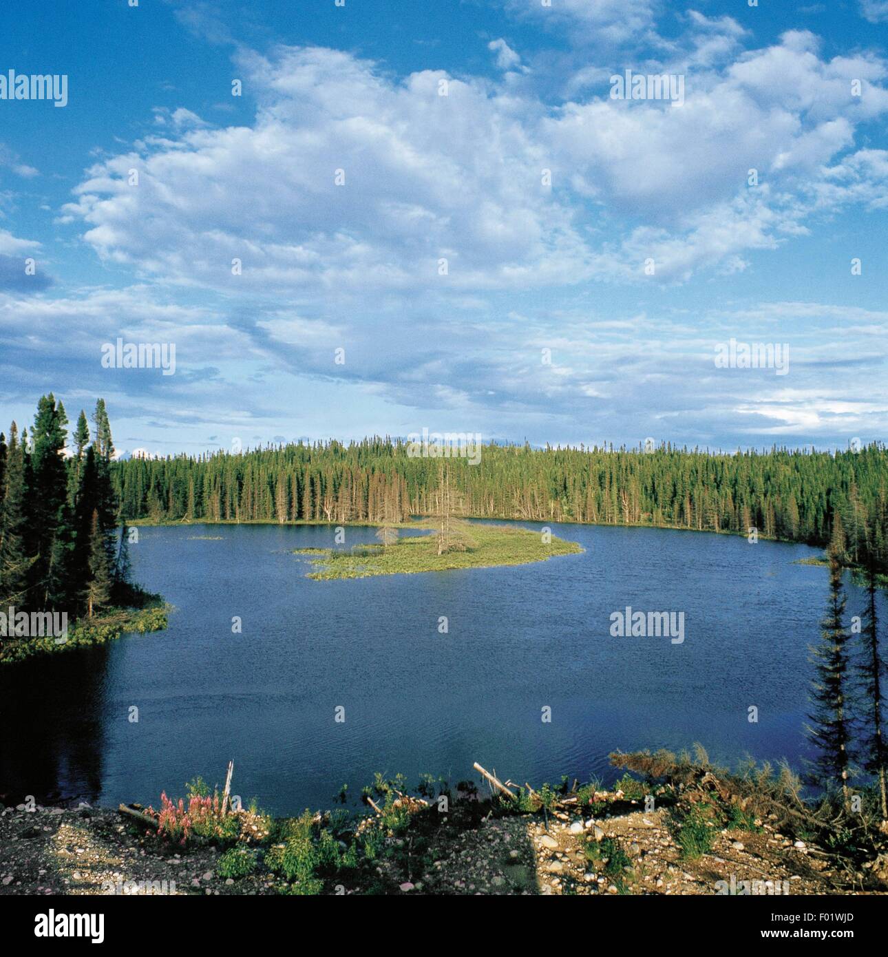 Boreal forest, Hudson Bay, Quebec, Canada Stock Photo - Alamy
