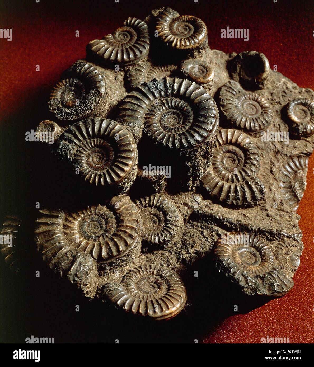 Ammonites fossils, Cephalopoda Stock Photo - Alamy