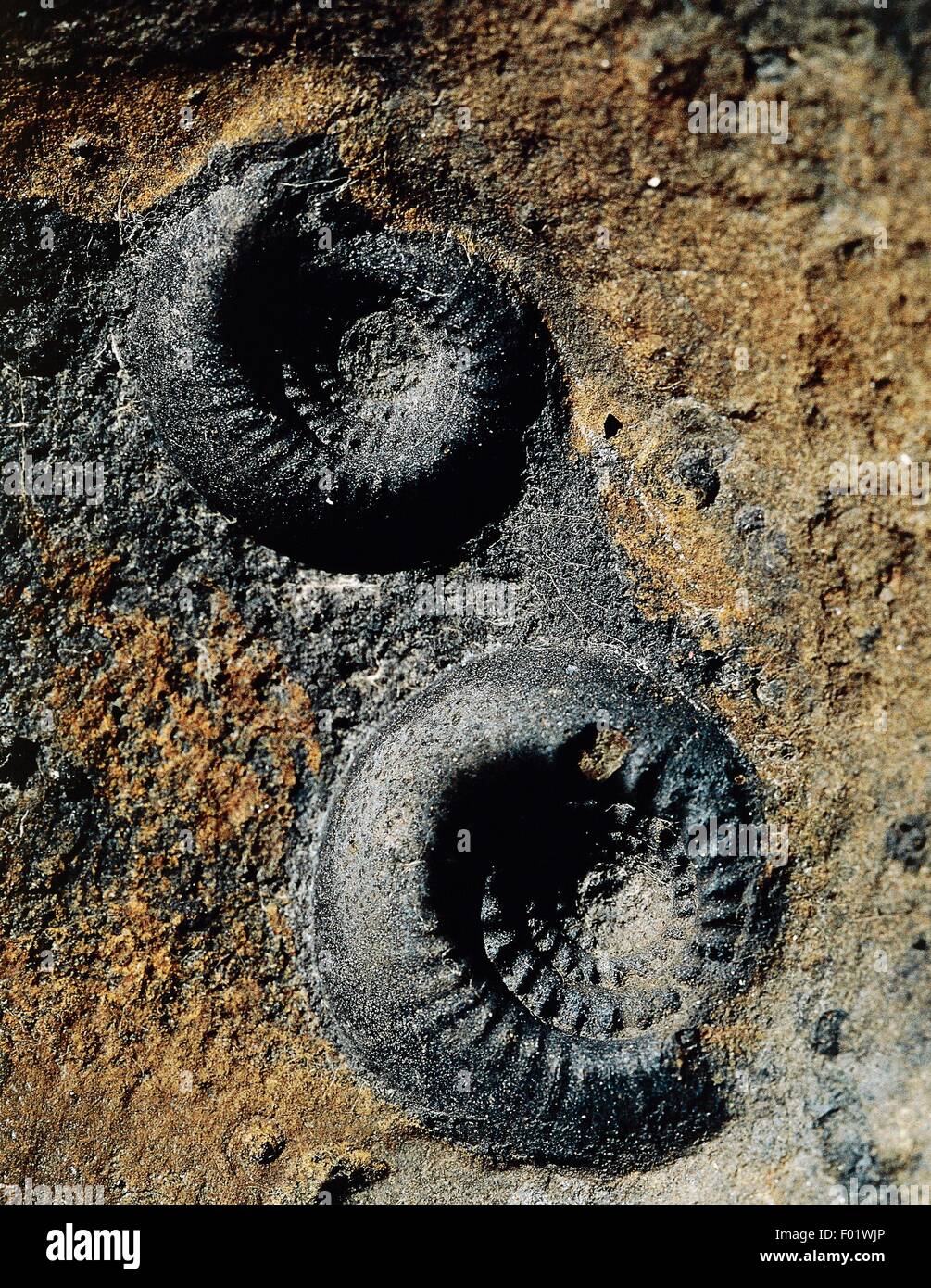 Gastroceras fossils, Cephalopoda Stock Photo - Alamy