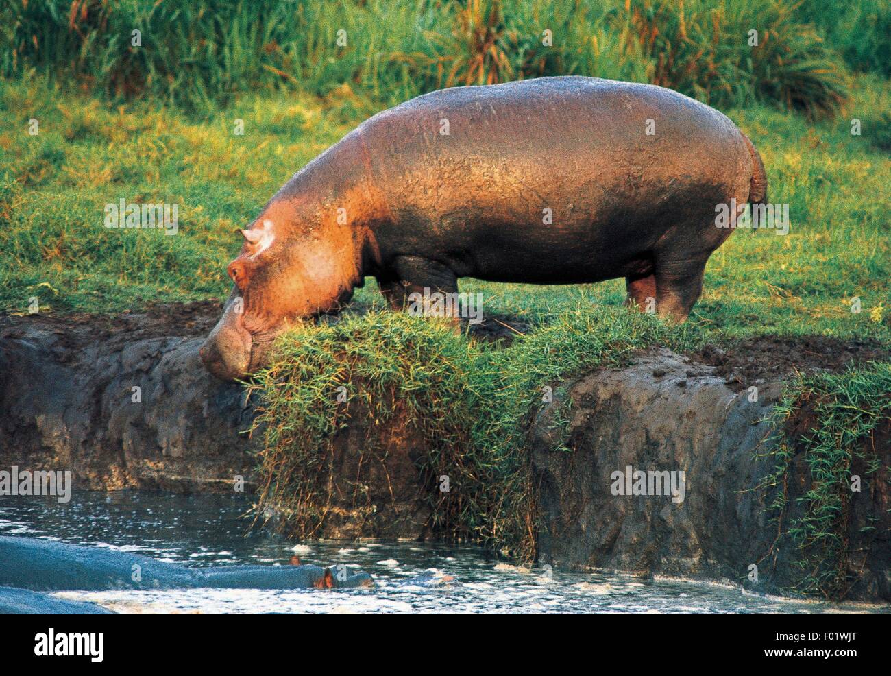 Hippopotamus (Hippopotamus amphibius), Virunga National Park (UNESCO ...