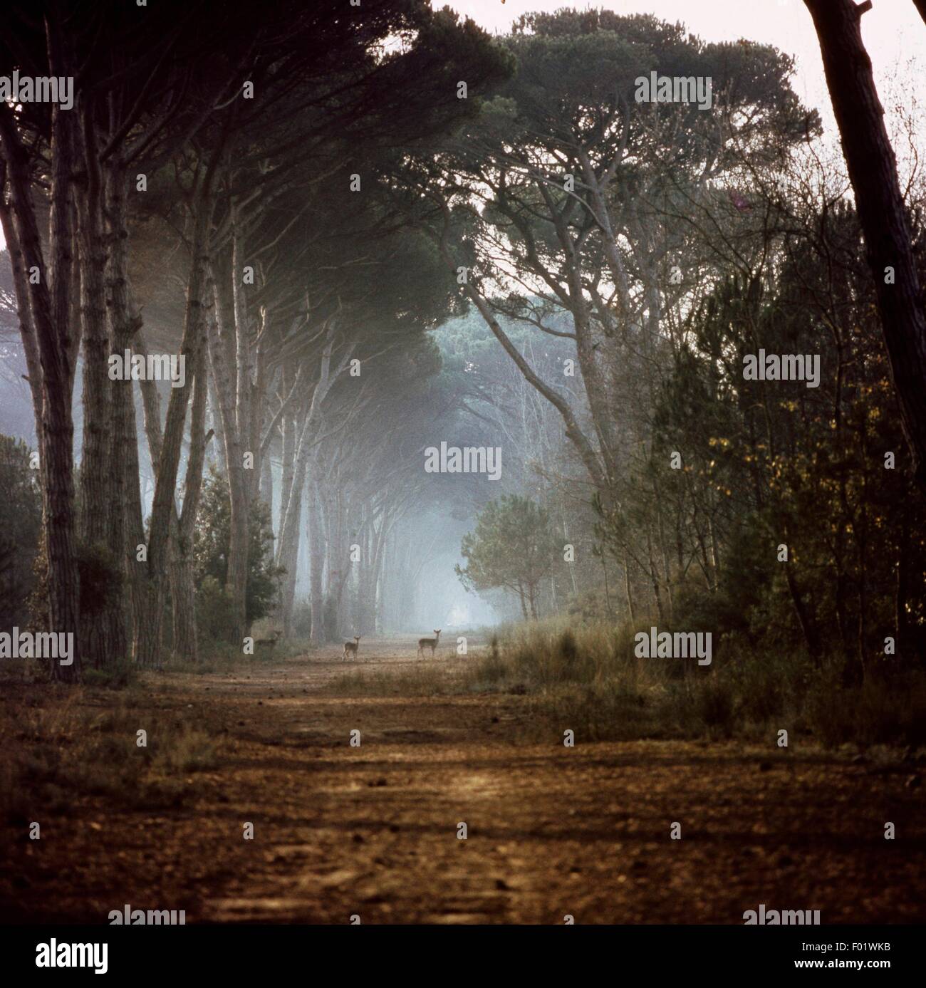 Deer in an avenue of pine trees, San Rossore Reserve, Natural Park of ...