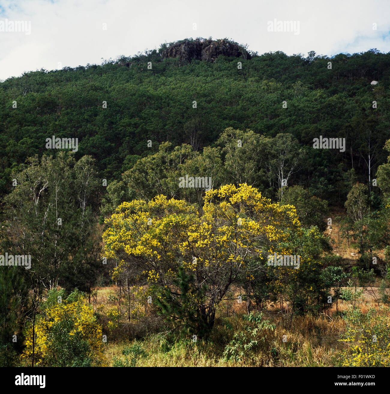 Great Dividing Range, Bunya Mountains National Park, Queensland ...