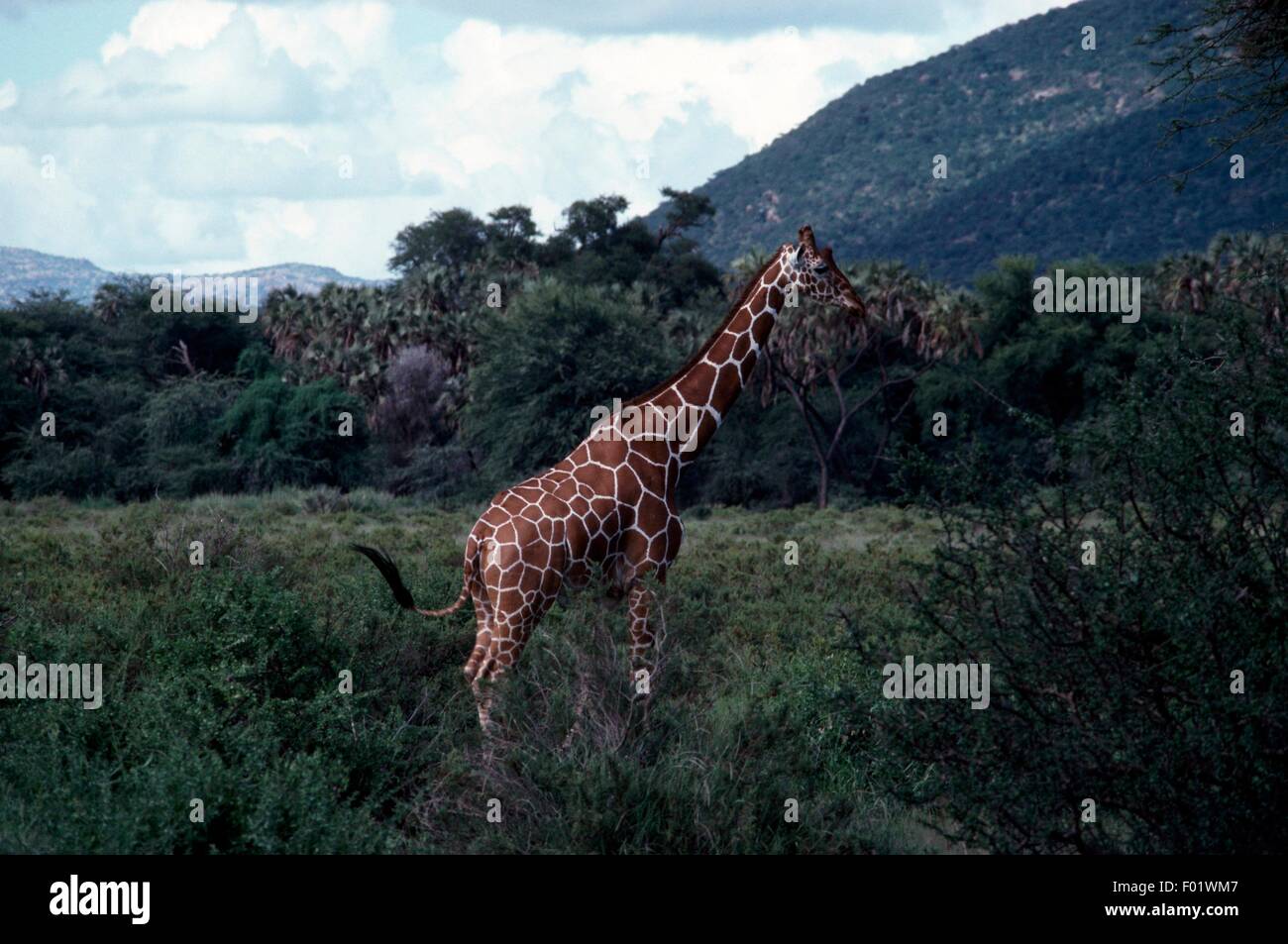 Giraffe (Giraffa camelopardalis), Waza National Park, Cameroon Stock ...