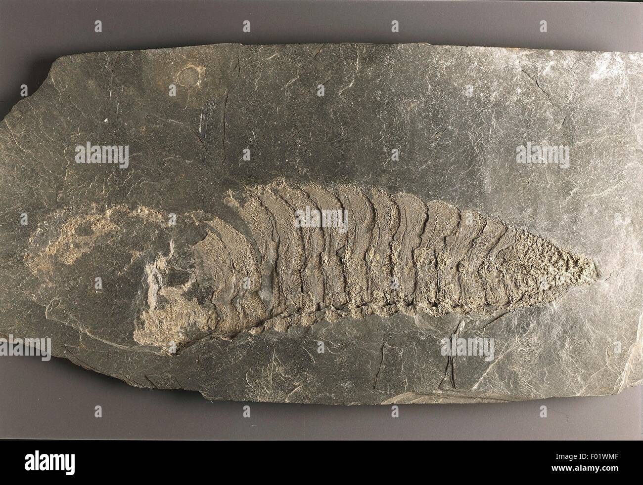 Fossils - Protostomia - Arthropoda - Trilobite - Devonian Stock Photo ...
