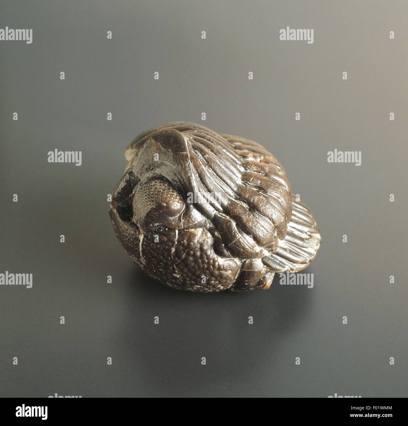 Fossils - Protostomia - Arthropoda - Trilobites - Phacops rana ...