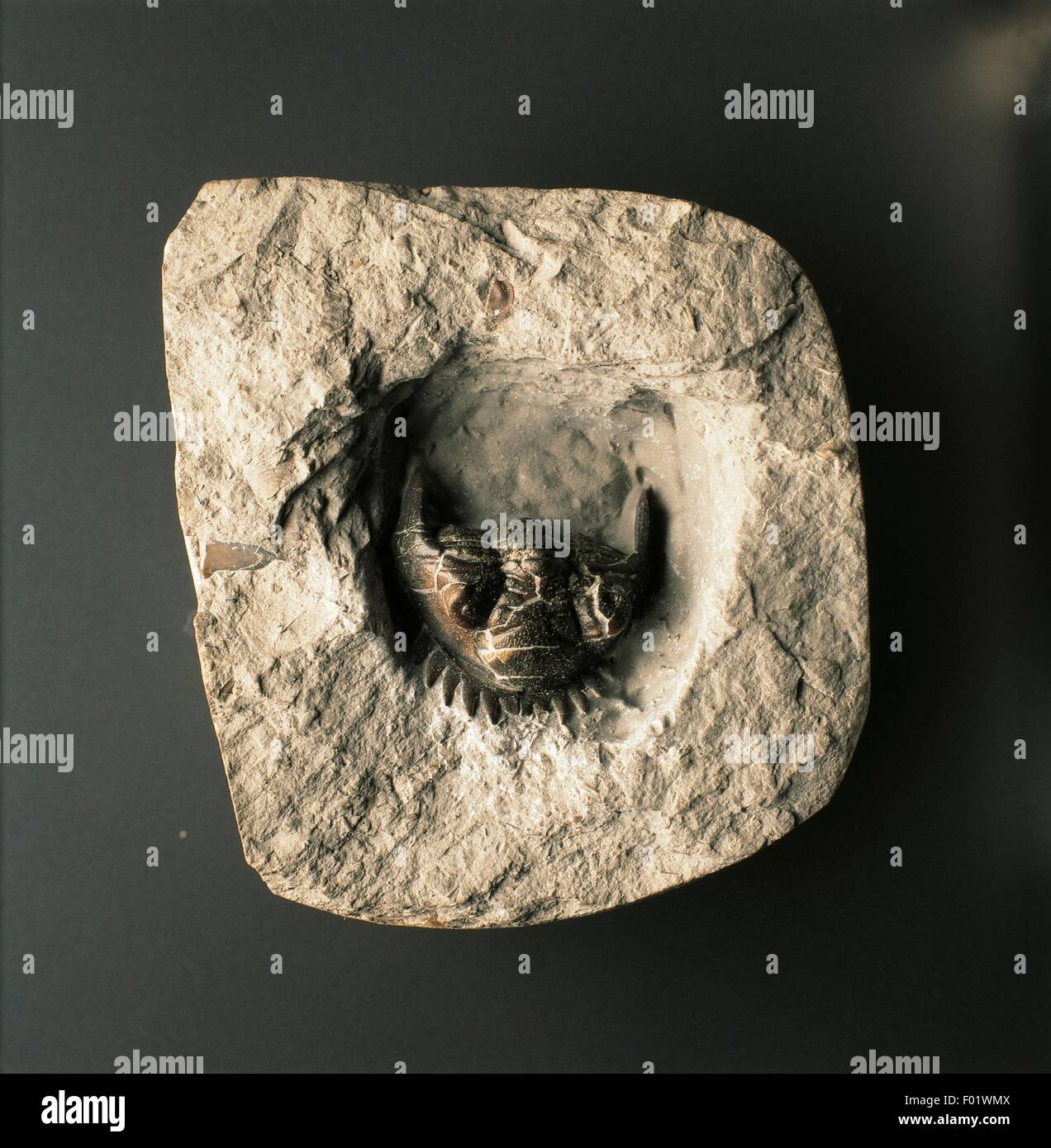 Fossils - Protostomia - Arthropoda - Trilobites - Greenops boothi ...