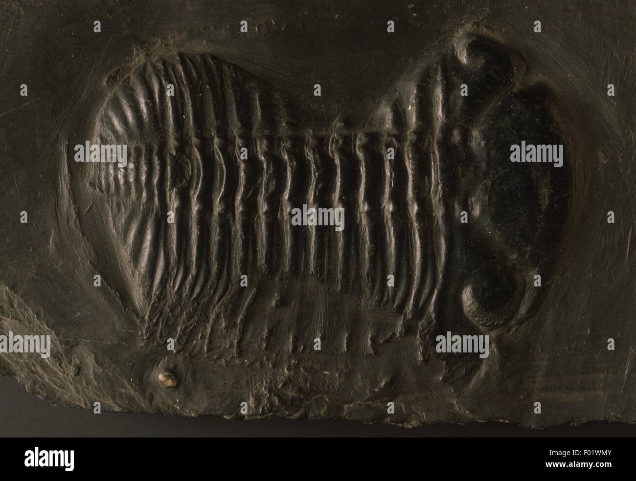 Greenops hi-res stock photography and images - Alamy