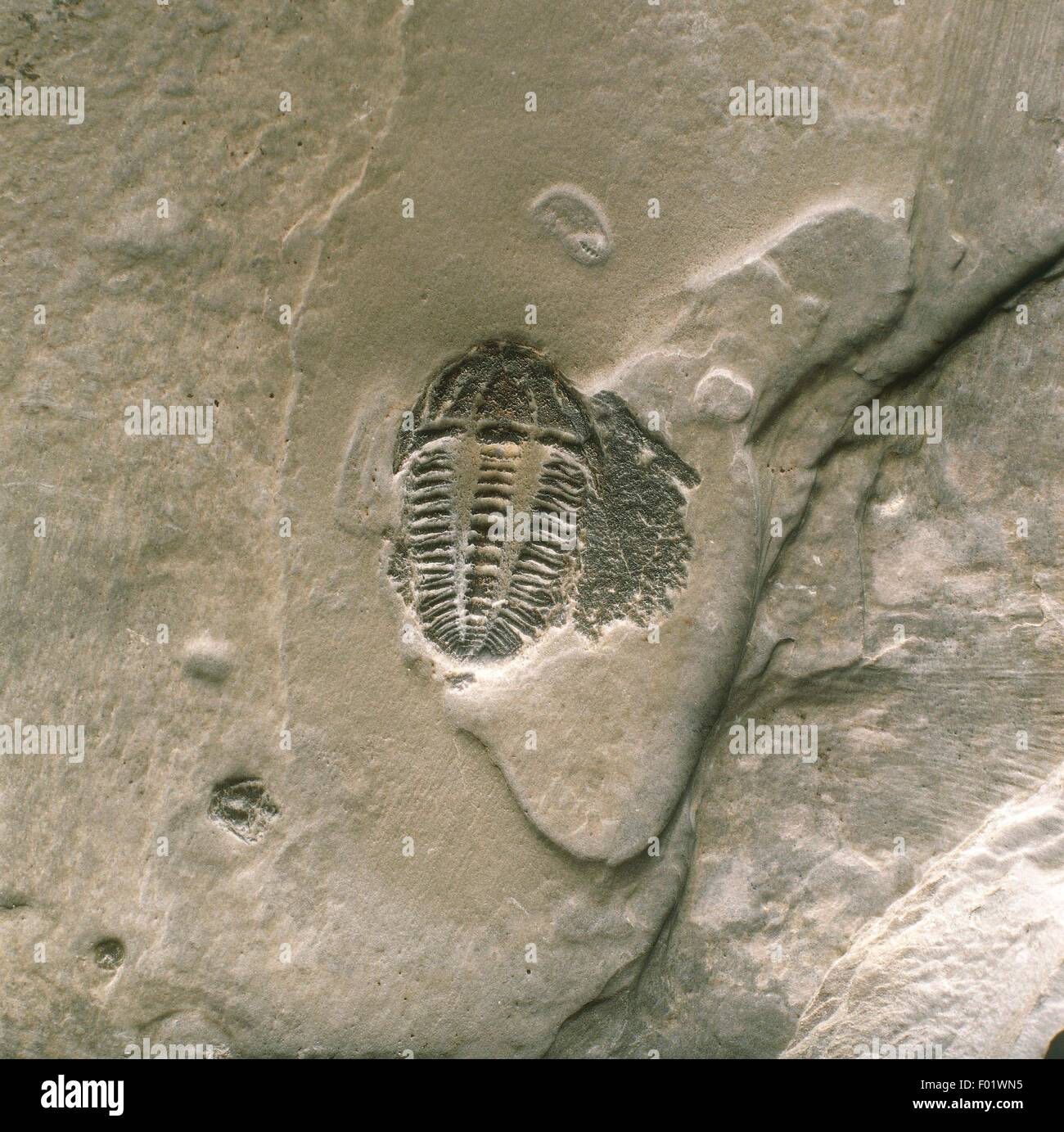 Fossils - Protostomia - Arthropoda - Trilobites - Bolaspidella ...
