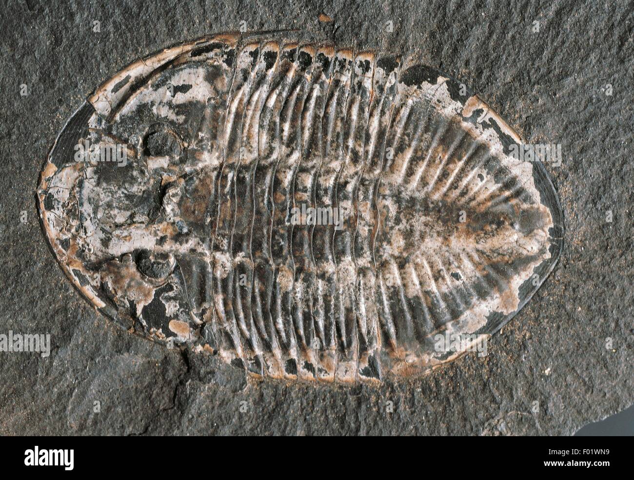 Fossils - Protostomia - Arthropoda - Trilobites - Pseudogygites ...