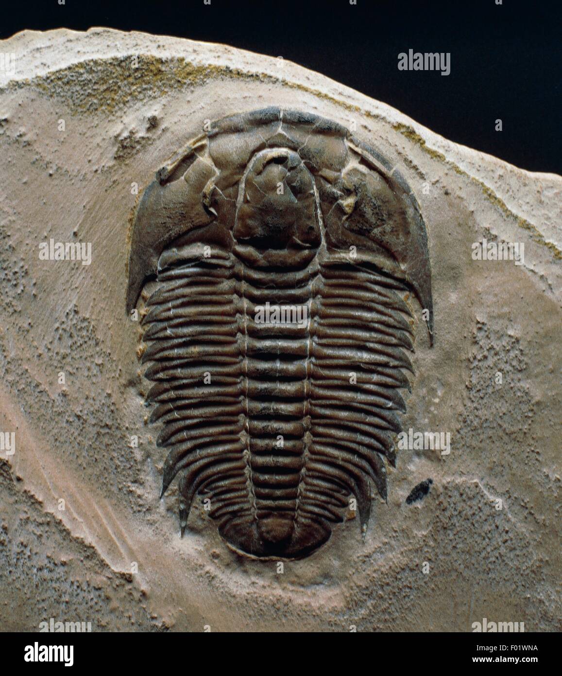 Trilobita hi-res stock photography and images - Alamy
