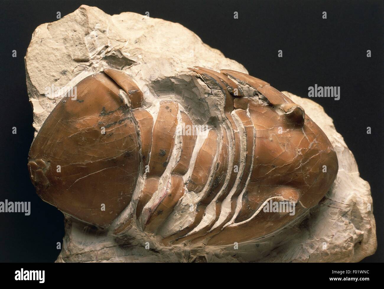 Fossils - Protostomia - Arthropoda - Trilobites - Homotelus bromidensis ...