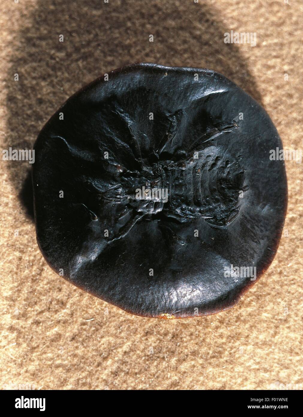 Fossils - Protostomia - Arthropoda - Arachnids - Eophrynus prestvici ...