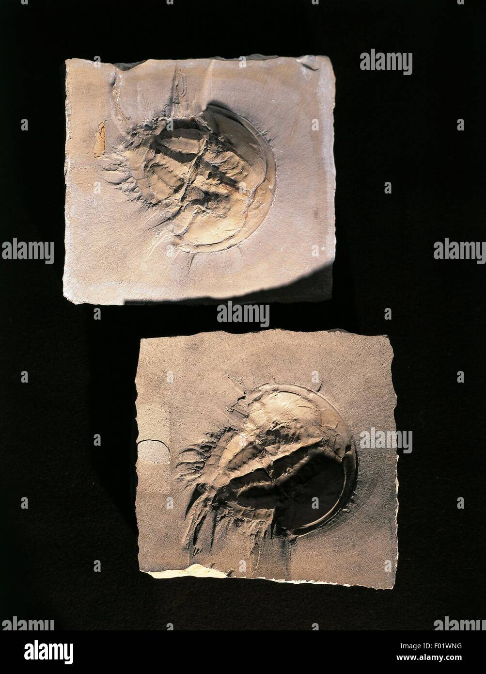 Fossils - Protostomia - Arthropoda - Merostomata - Mesolimulus walchi ...