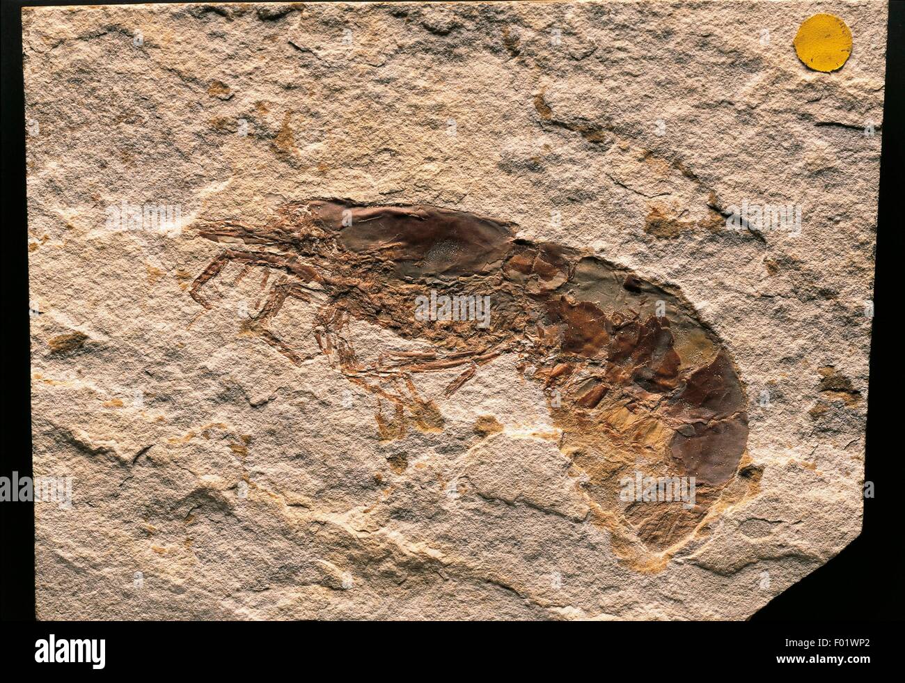Fossils - Protostomia - Arthropoda - Crustaceans - Acanthochirana ...