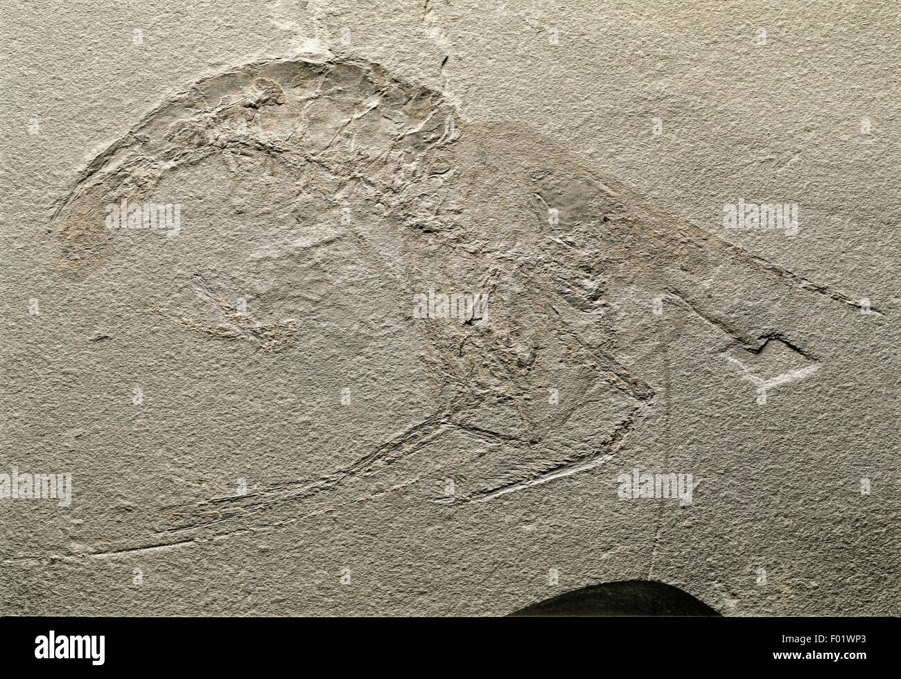 Fossils - Protostomia - Arthropoda - Crustaceans - Aeger insignis ...