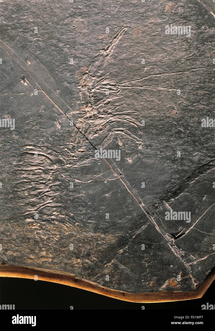 Fossils - Protostomia - Arthropoda - Crustaceans - Penaeidae - Triassic ...