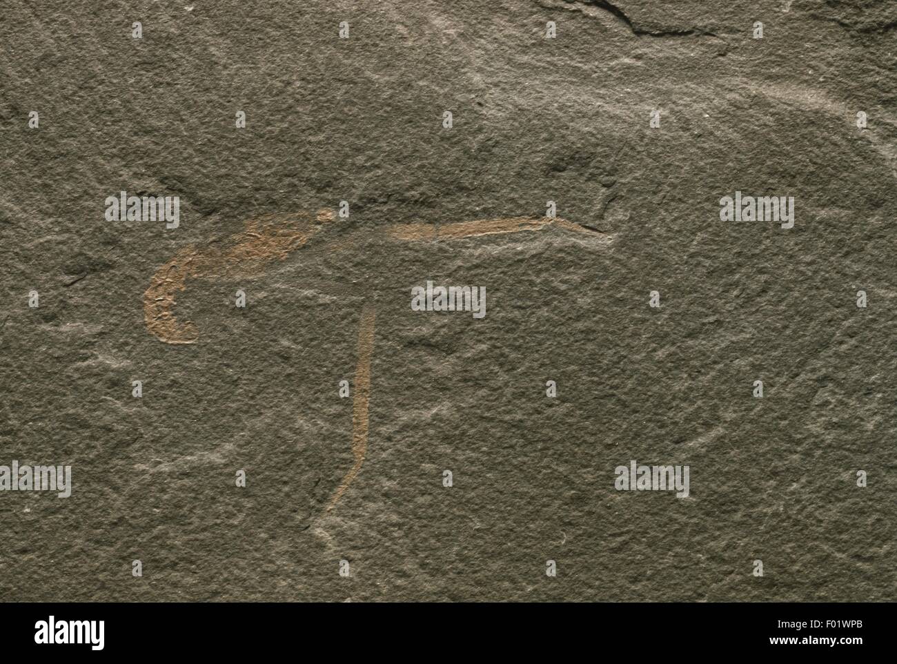 Mecochirus - Jurassic, close-up Stock Photo - Alamy