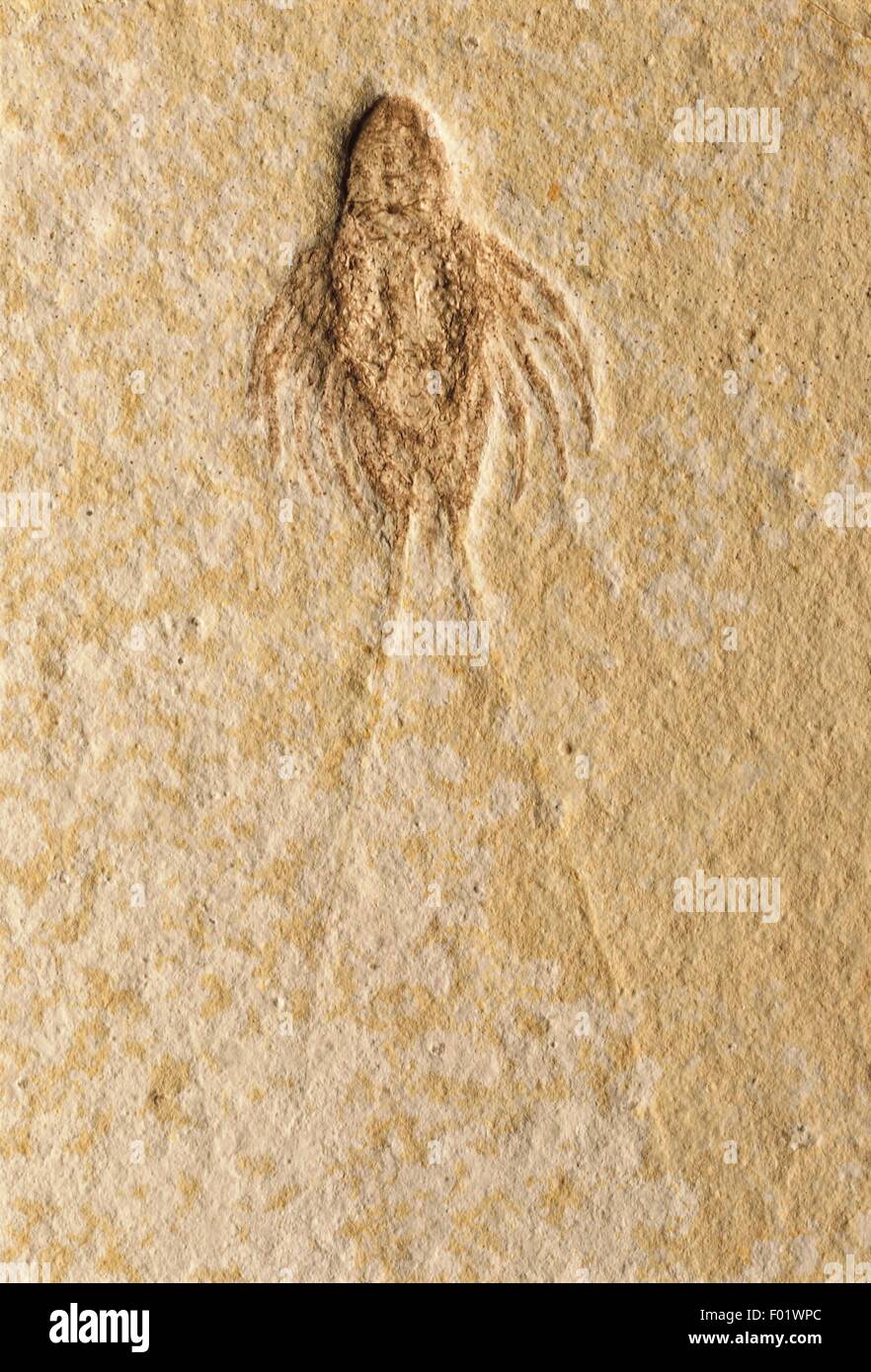 Fossils - Protostomia - Arthropoda - Crustaceans - Palinurina longipes ...