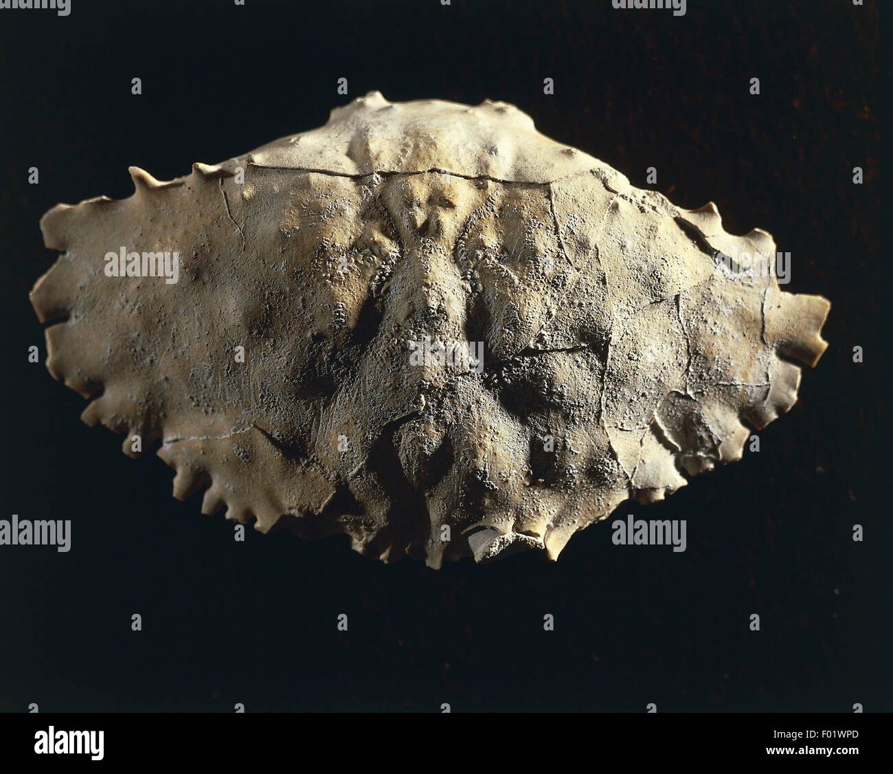 Fossils - Protostomia - Arthropoda - Crustaceans - Labocarcinus ...