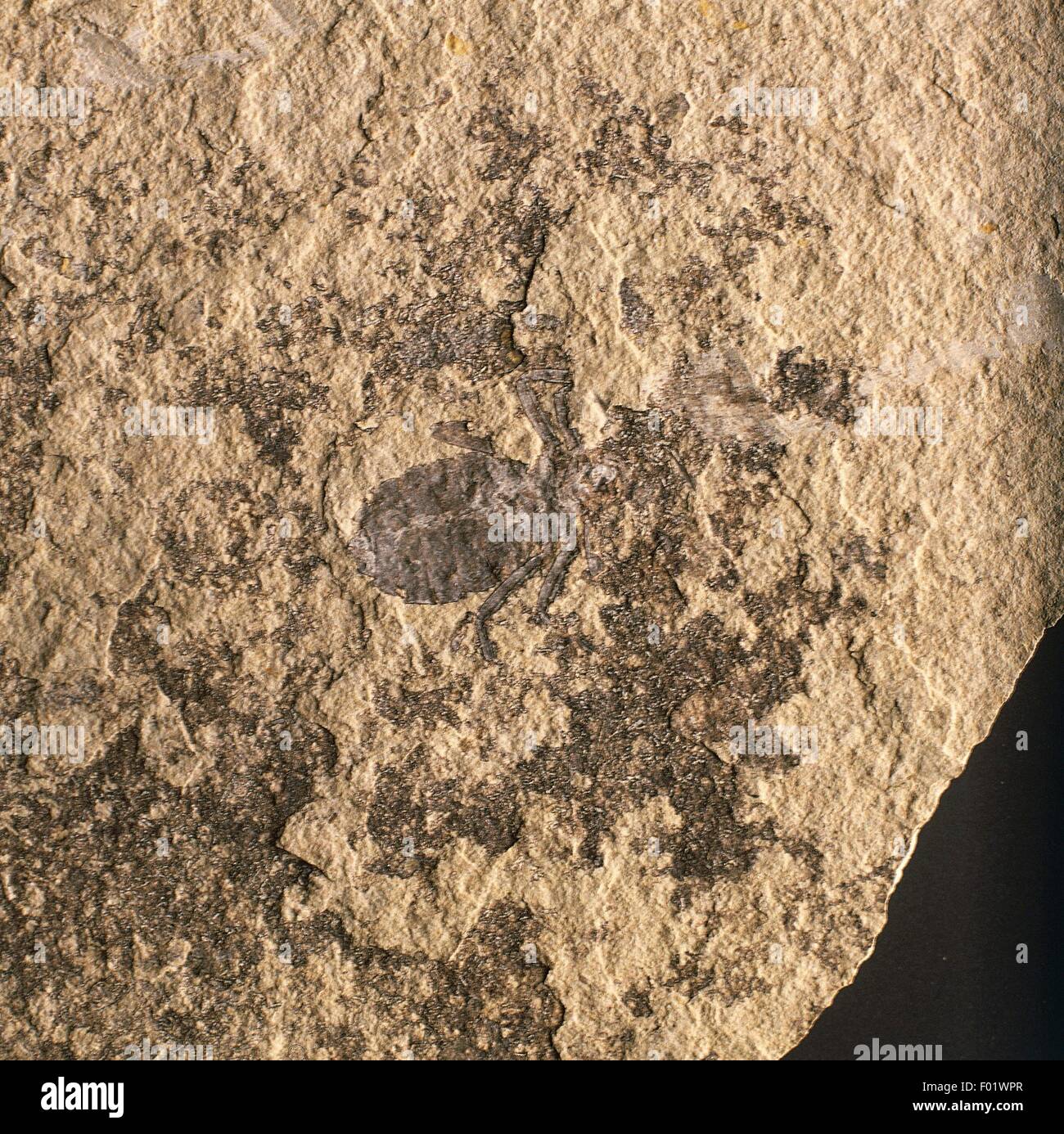 Miocene fossils hi-res stock photography and images - Alamy