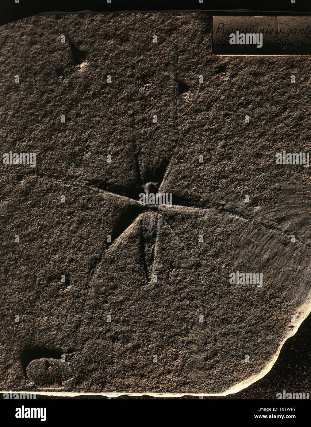 Fossils - Protostomia - Arthropoda - Insects - Chresmoda - Jurassic ...