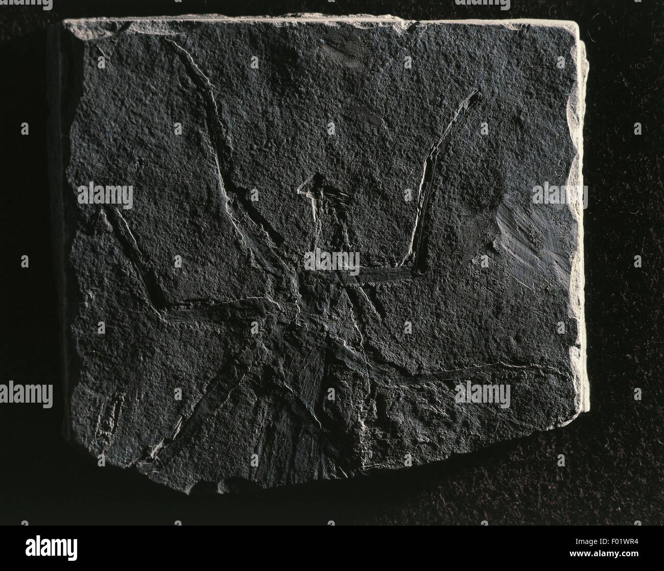 Fossils - Protostomia - Arthropoda - Insects - Oedischia - Jurassic ...