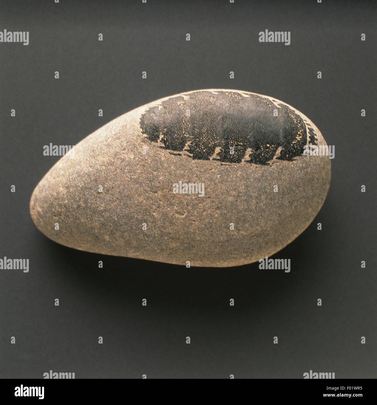 Fossils - Protostomia - Mollusca - Polyplacophora - Chiton - Cainozoic ...
