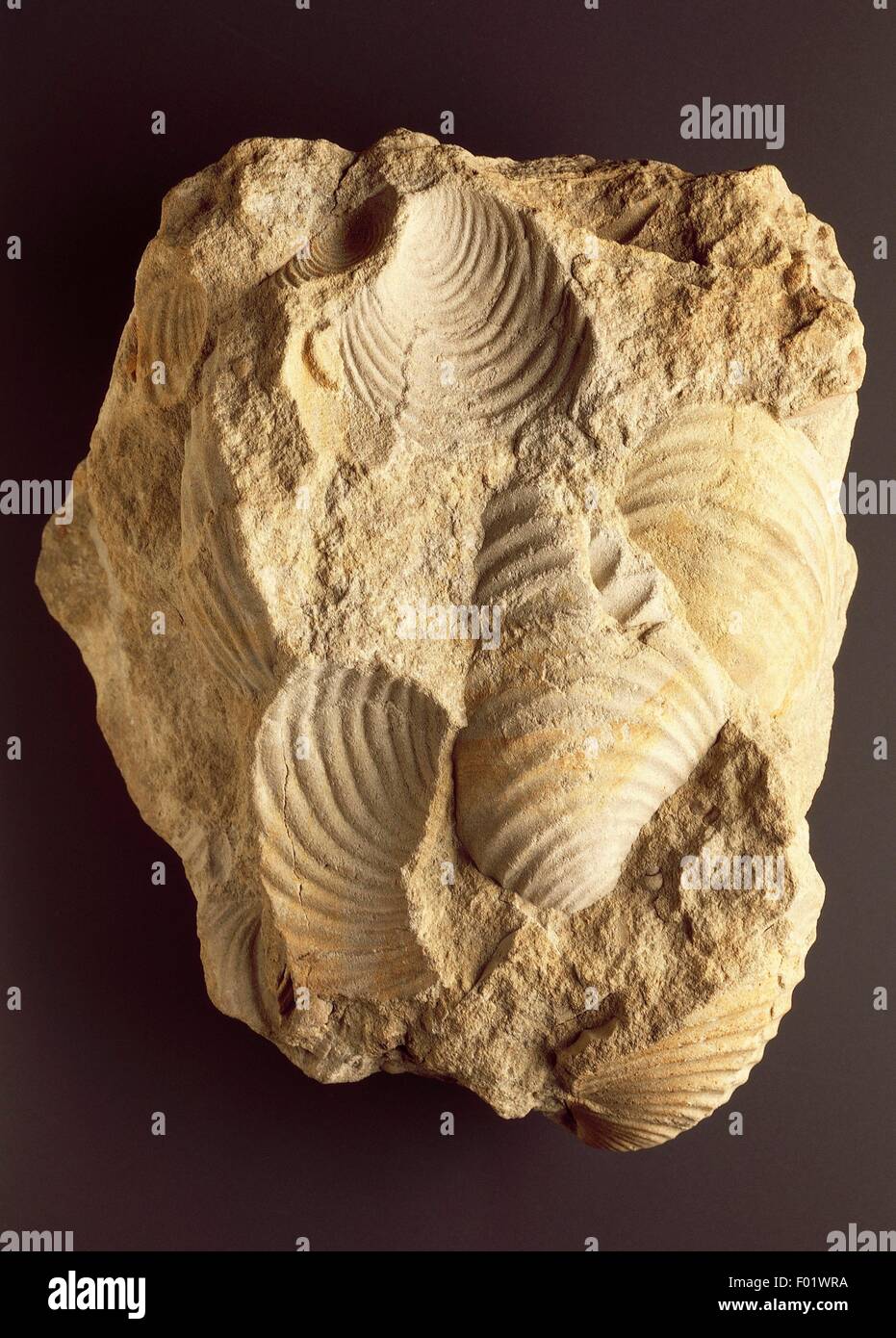 Bivalvia fossil hi-res stock photography and images - Alamy
