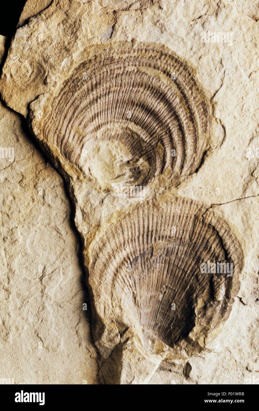 Claraia clarai fossils, Bivalvia, Early Triassic Stock Photo - Alamy