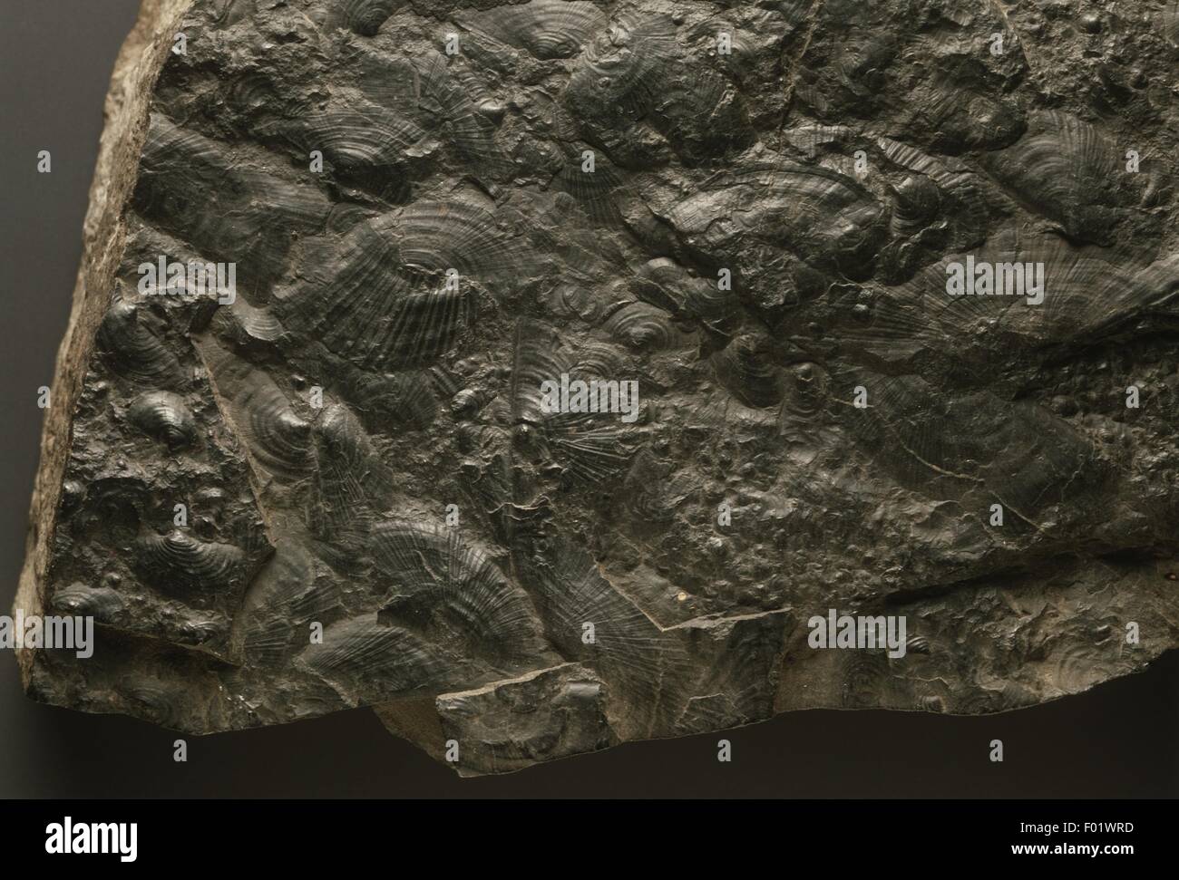 Daonella moussoni - Triassic, close-up Stock Photo - Alamy