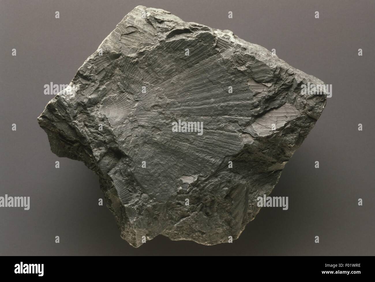 Halobia hi-res stock photography and images - Alamy