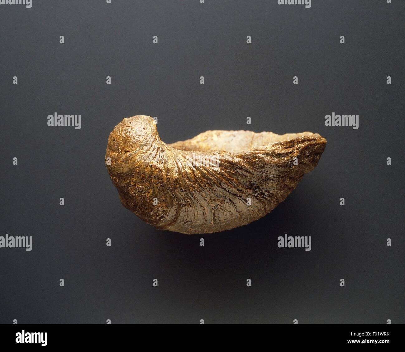 Fossils - Protostomia - Mollusca - Bivalvia - Gryphaea arcuata ...