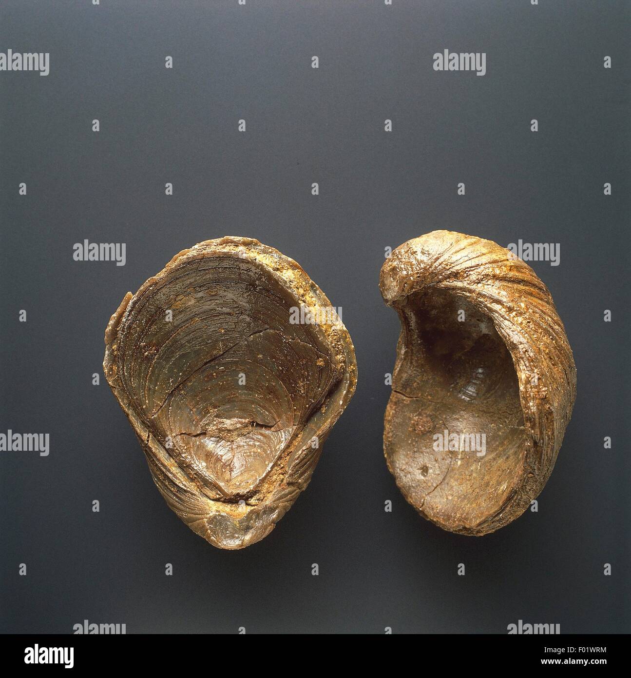 Fossils - Protostomia - Mollusca - Bivalvia - Gryphaea arcuata ...