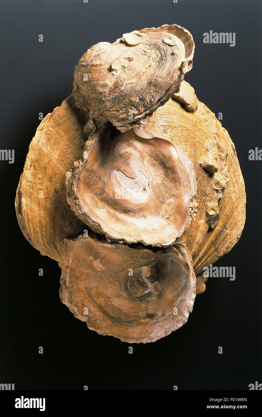 Fossils - Protostomia - Mollusca - Bivalvia - Pecten (Chlamys ...