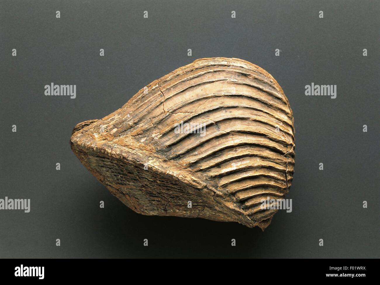 Fossils - Protostomia - Mollusca - Bivalvia - Trigonia costata ...