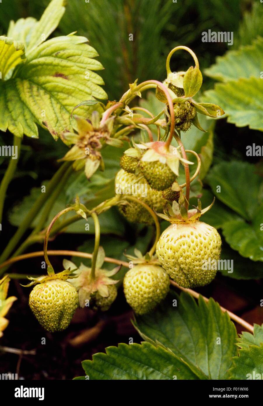 Strawberries fragaria sp hi-res stock photography and images - Alamy
