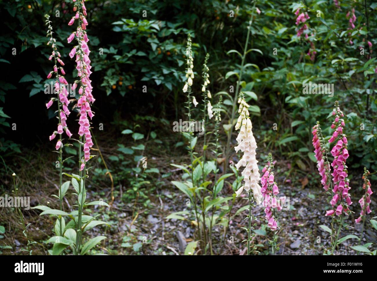 Foxglove blooms (Digitalis sp), Islands of British Columbia, Canada ...