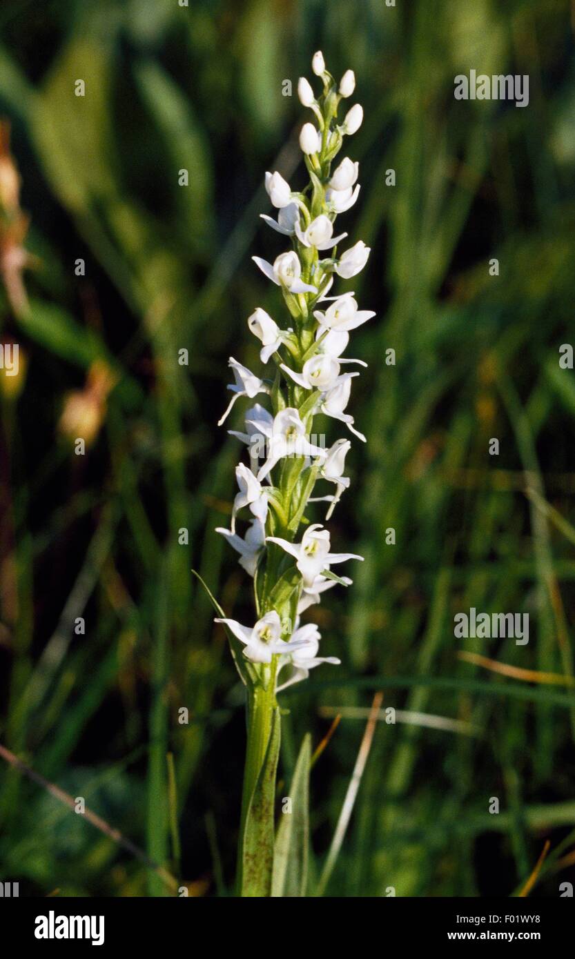 Native flora, Islands of British Columbia, Canada Stock Photo - Alamy